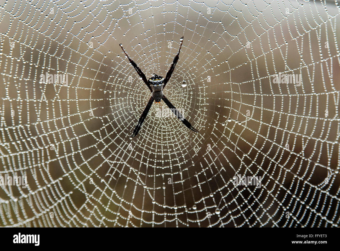 Spiders of india hi-res stock photography and images - Alamy