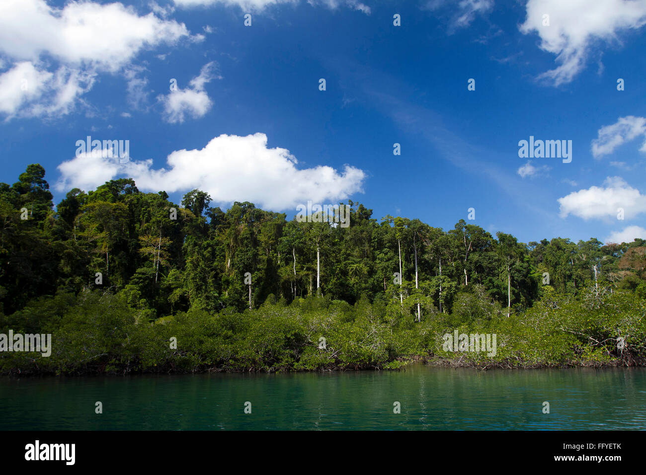 Tropical rain forest Mangrove Wandoor Andaman islands India Asia Stock ...