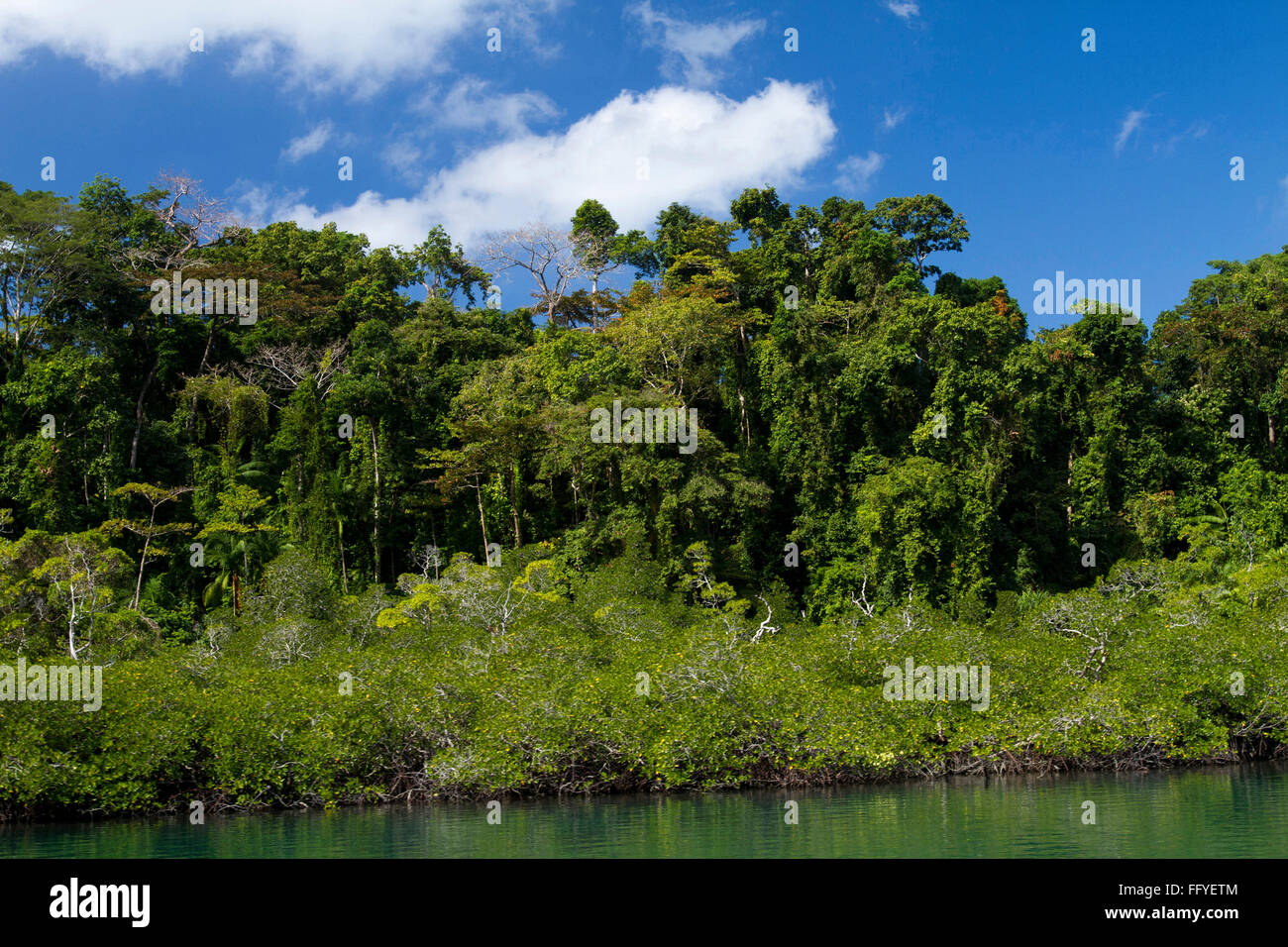 Tropical rain forest Mangrove Wandoor Andaman islands India Asia Stock ...