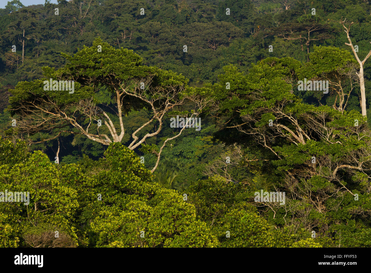 forest Havelock Andaman islands India Asia Stock Photo - Alamy