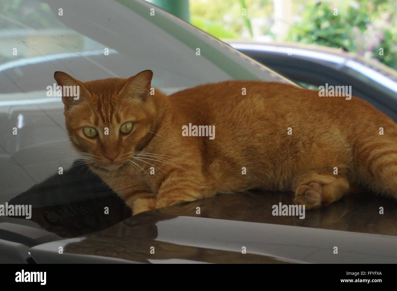 Cat on bonnet hi-res stock photography and images - Alamy