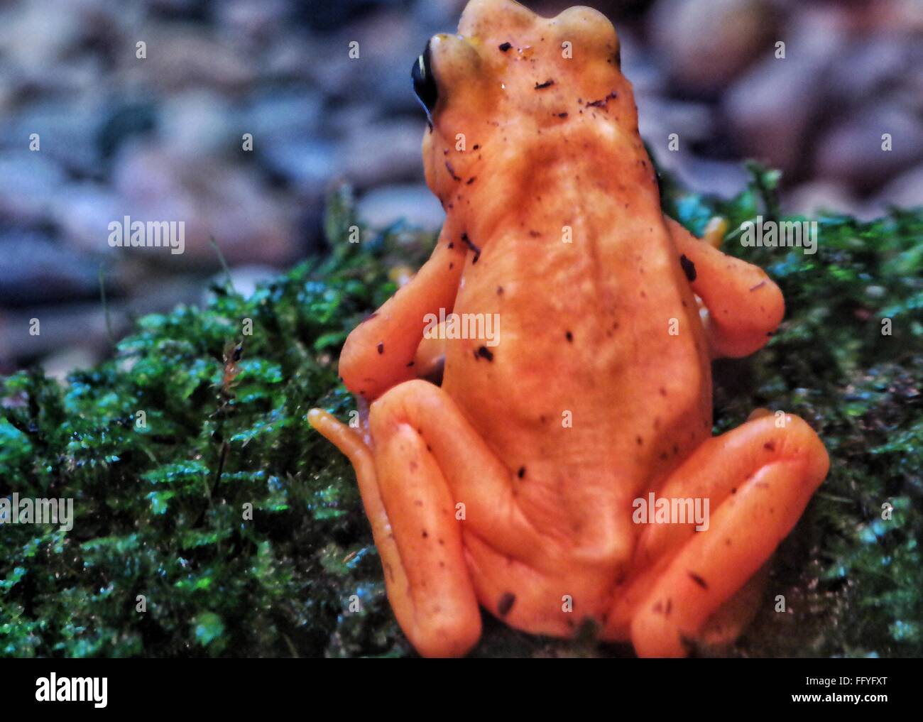 Forest amphibian hi-res stock photography and images - Alamy