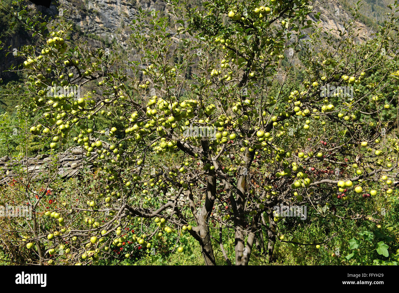 Nepal green hi-res stock photography and images - Alamy