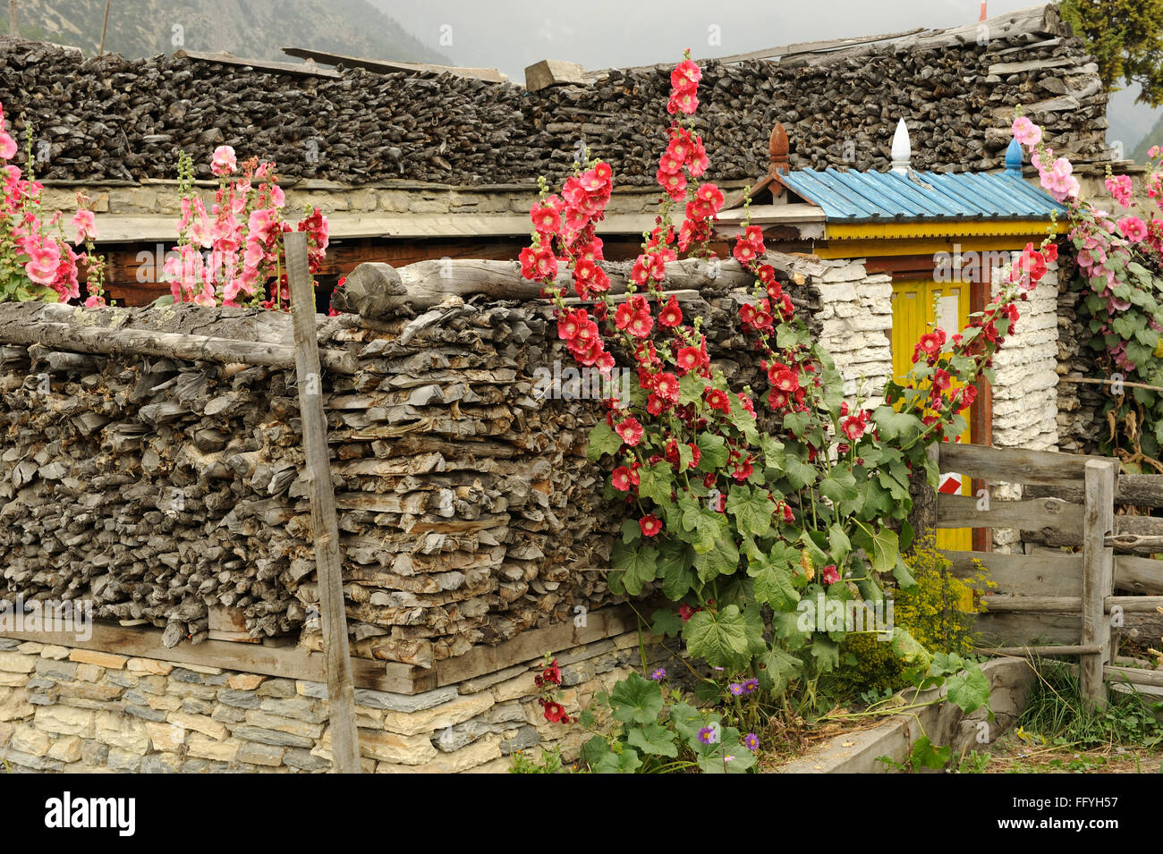 House and flower ; Braka ; Nepal Stock Photo - Alamy
