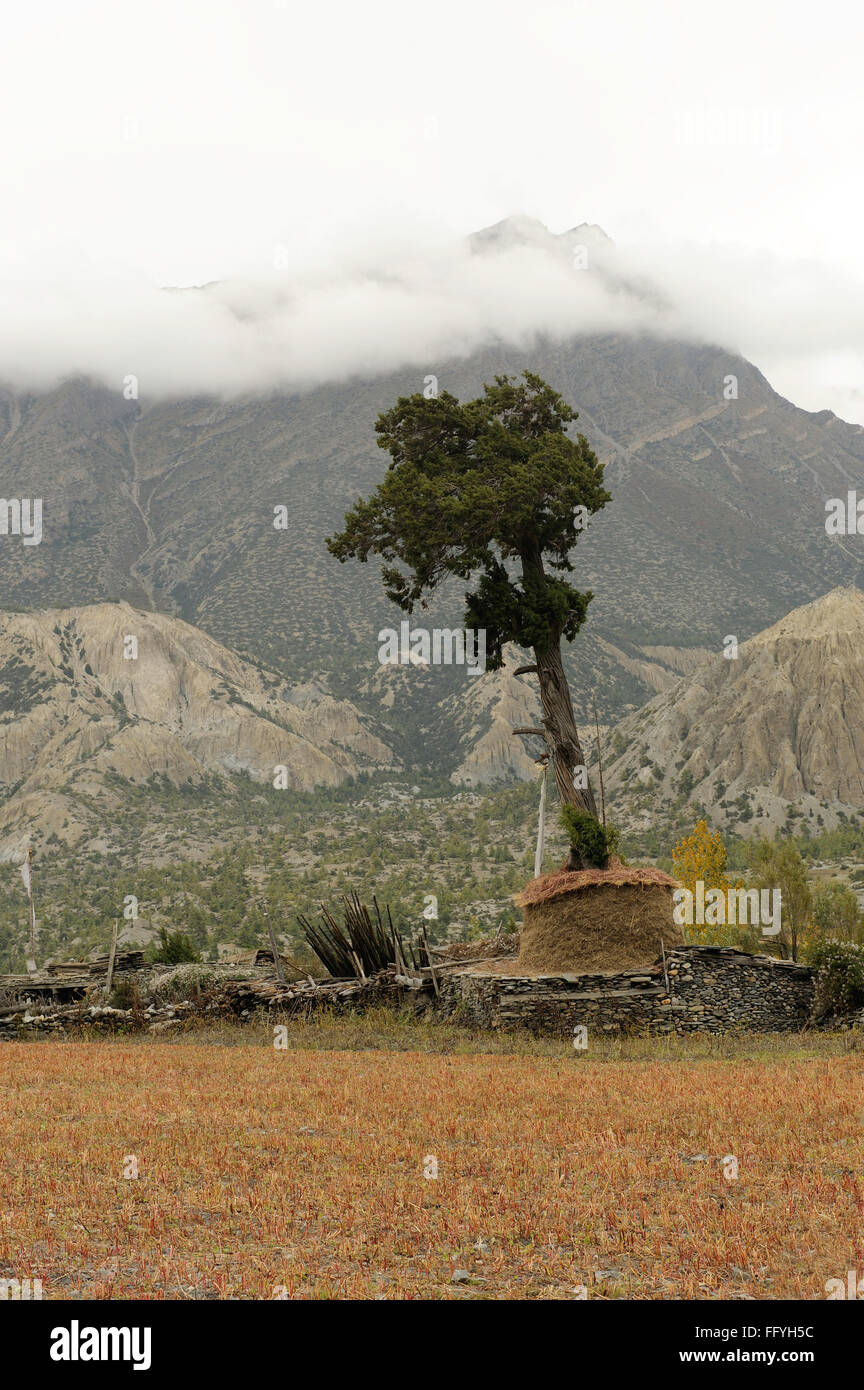 Tree ; Braka ; Nepal Stock Photo - Alamy