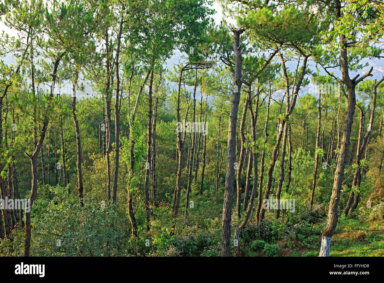 Sal tree hi-res stock photography and images - Alamy