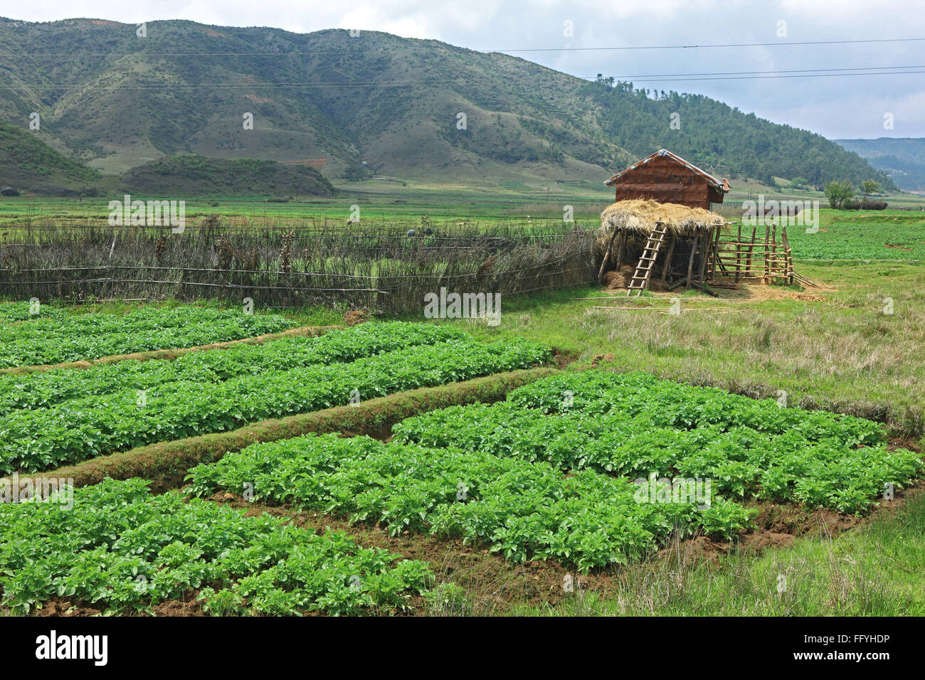 Potato farming india hi-res stock photography and images - Alamy