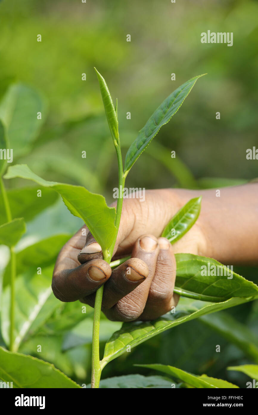 Plucking Tea High Resolution Stock Photography and Images - Alamy