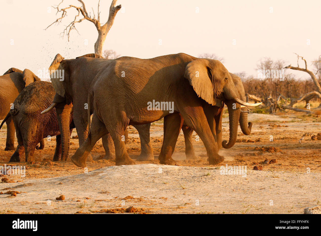 Loxodonta Africana Tembo or Nduvo are the largest herbivore wild animal ...