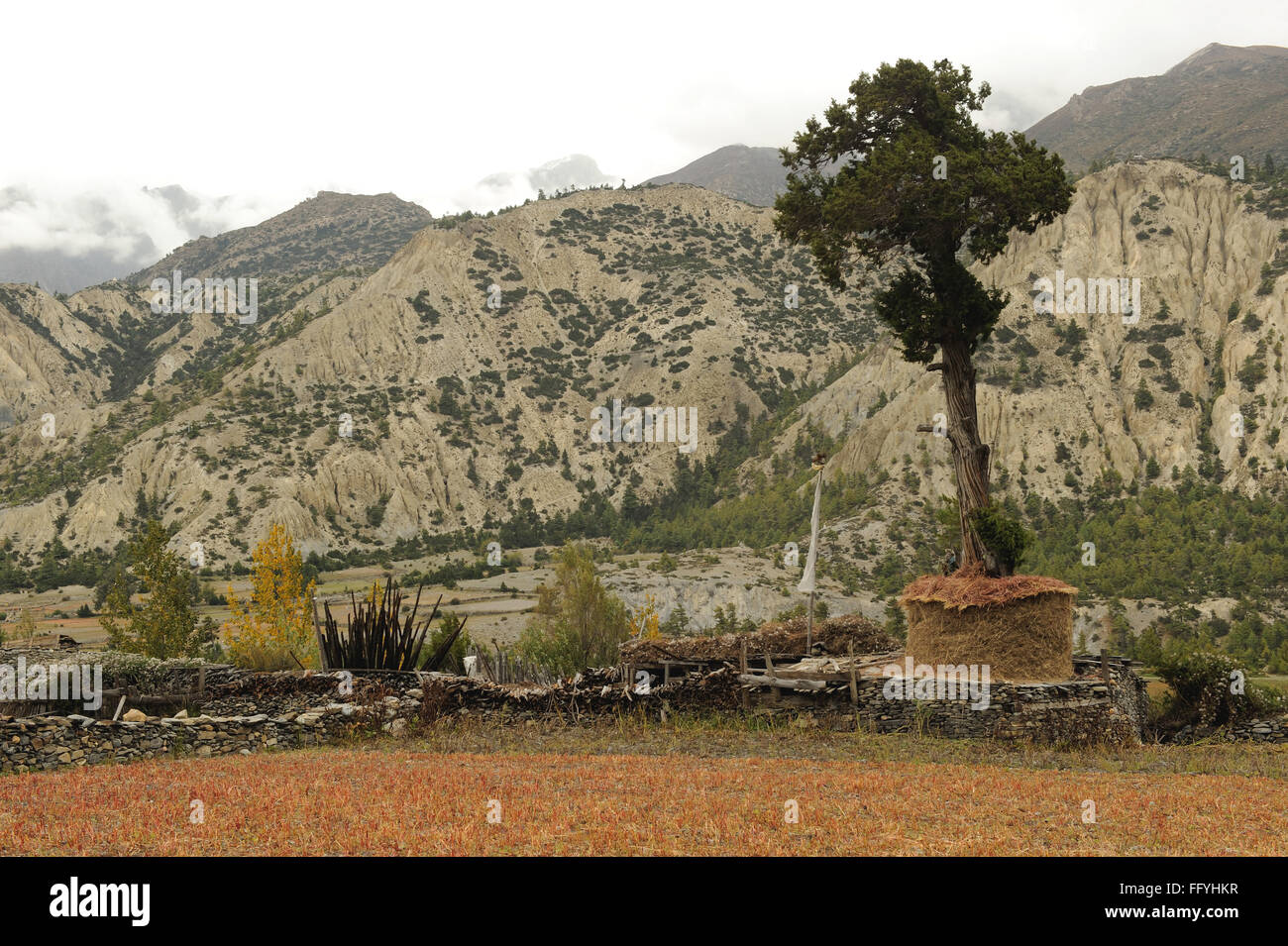 Nepal tree hi-res stock photography and images - Alamy