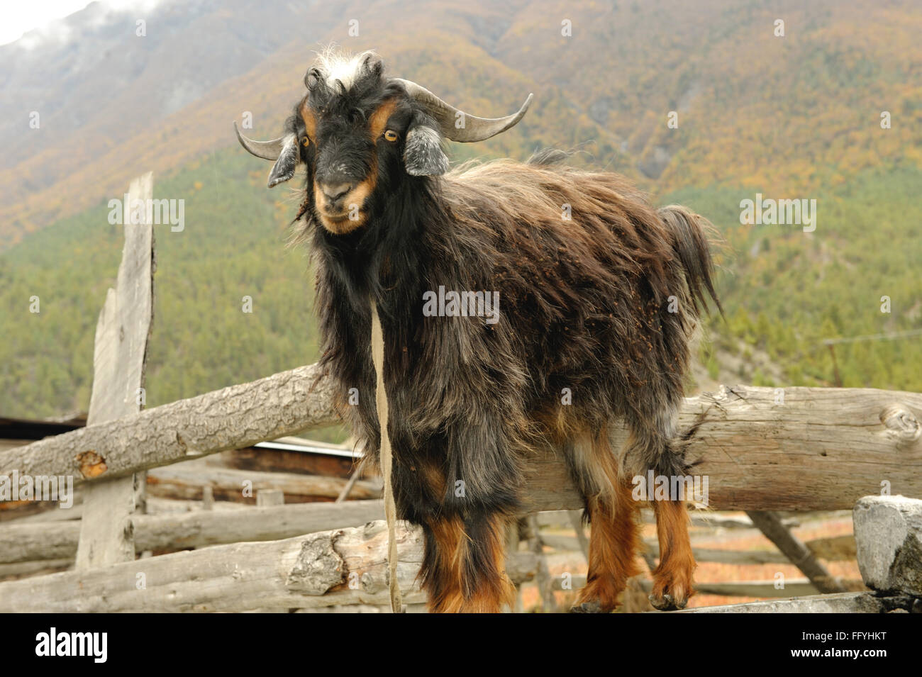 Goat nepal hi-res stock photography and images - Alamy