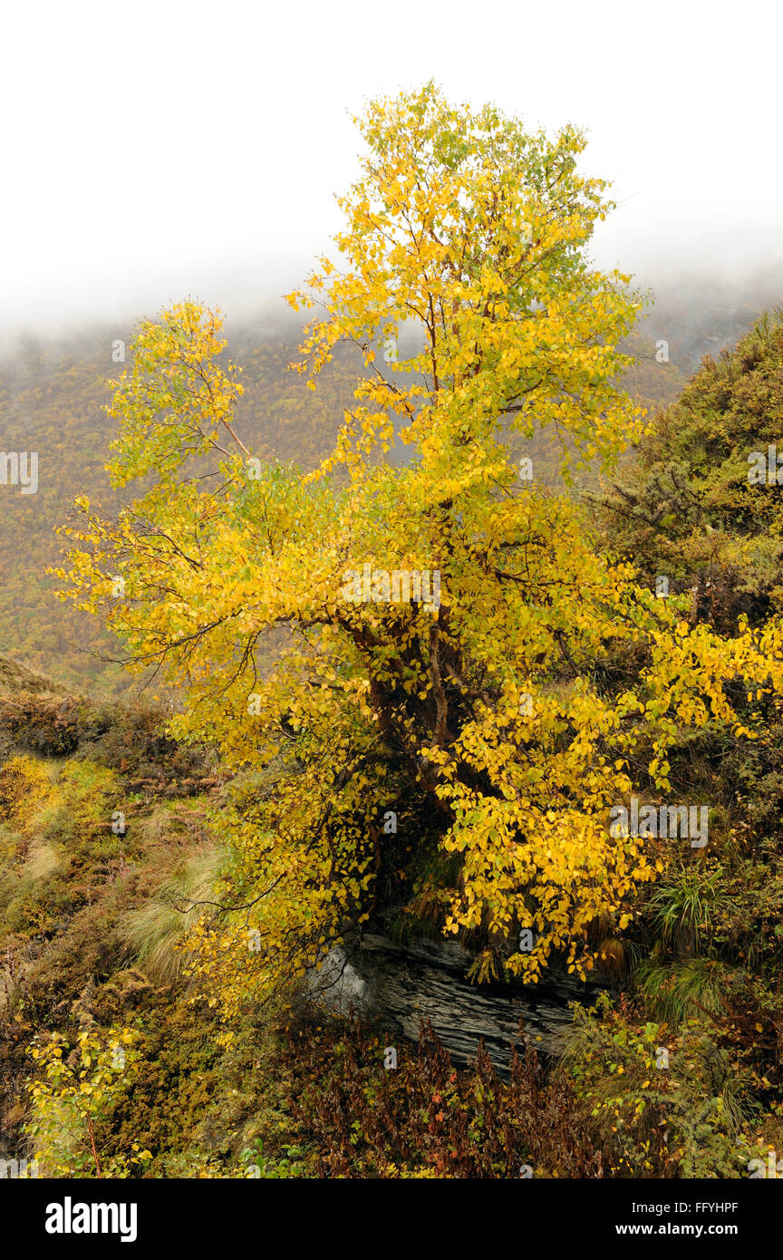Nepal tree hi-res stock photography and images - Alamy