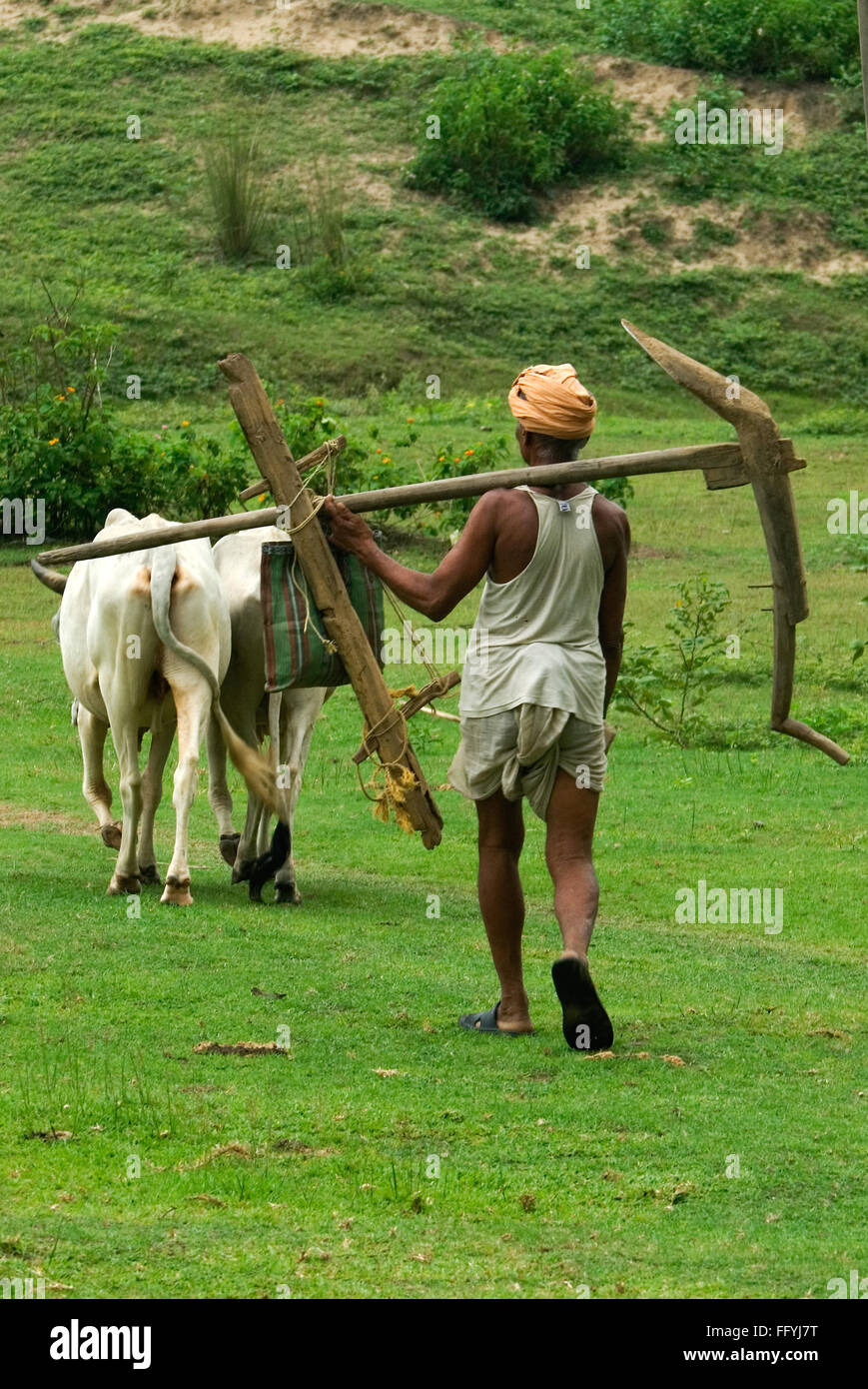 Animal plough hi-res stock photography and images - Alamy