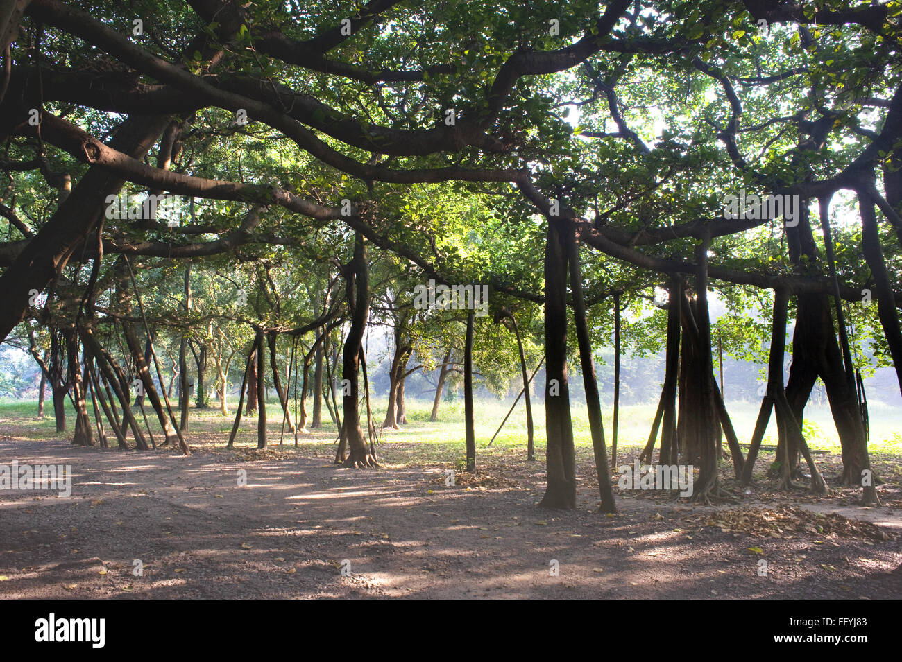 Old banyan tree ficus benghalensis in acharya jagadish chandra bose ...