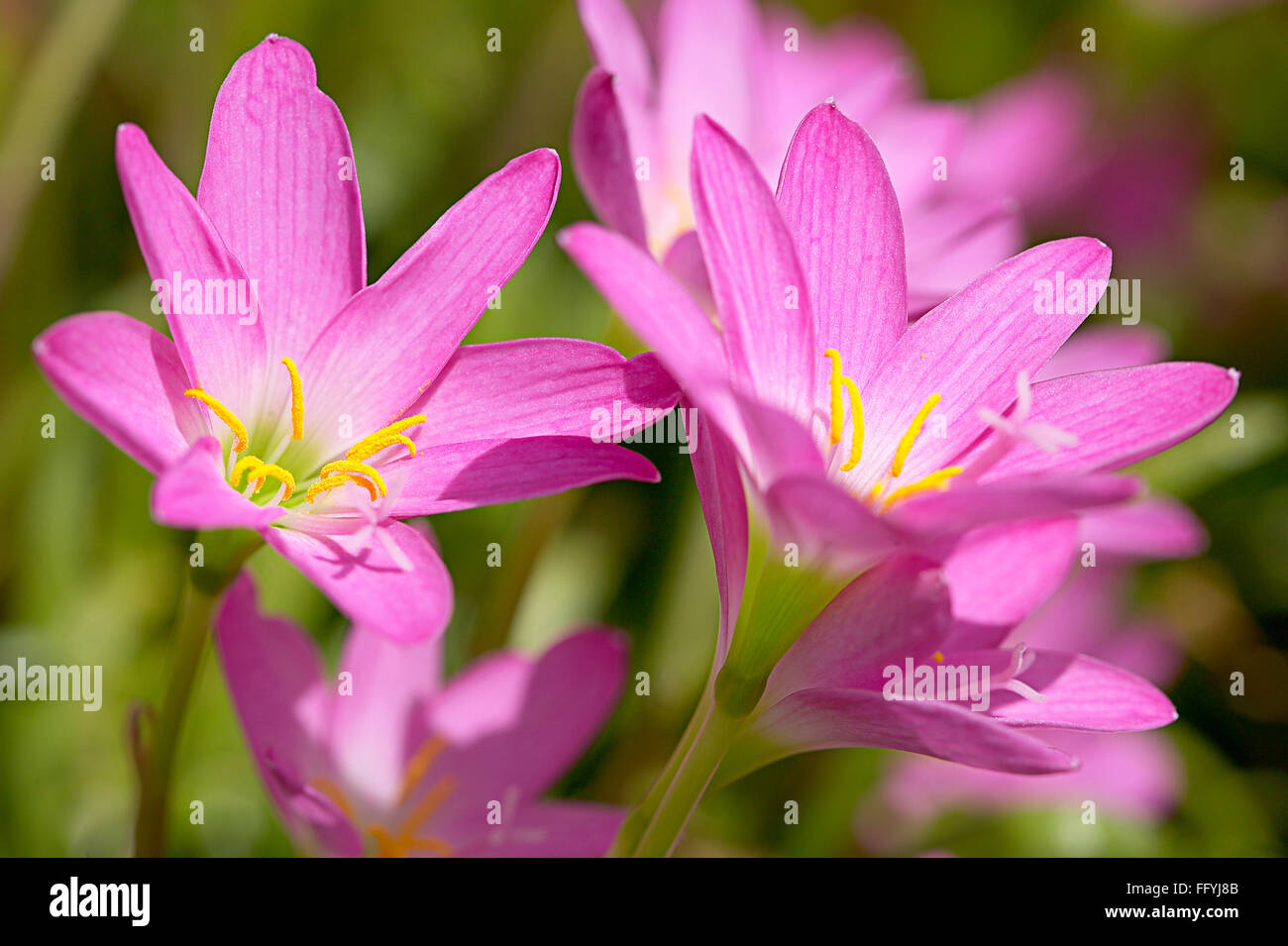 Pink flowers in garden Stock Photo - Alamy