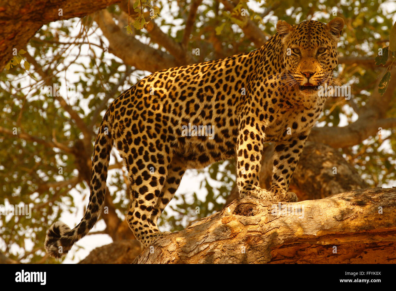 This big wild tom leopard was seen whilst on safari, high up a tree ...