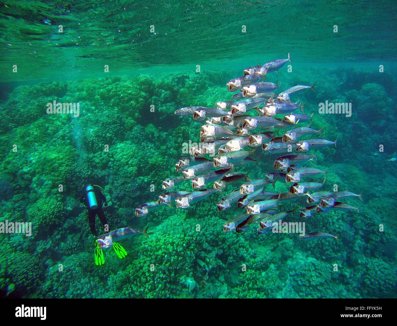 Rear Flipper High Resolution Stock Photography and Images - Alamy