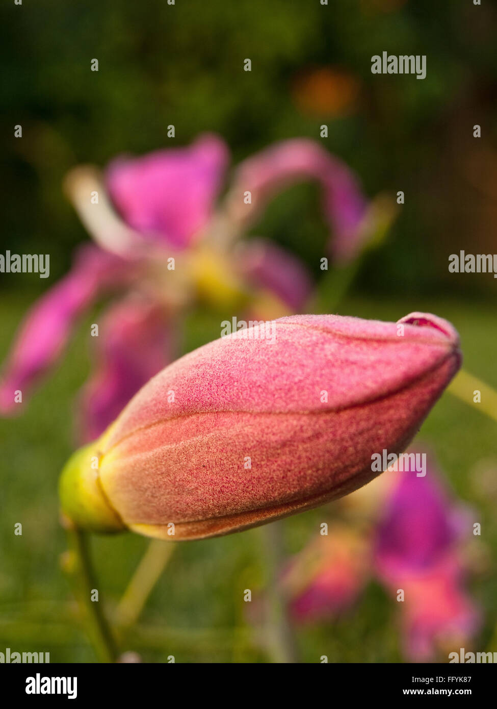 flower bud of the Kapok tree (Ceiba pentandra Stock Photo - Alamy