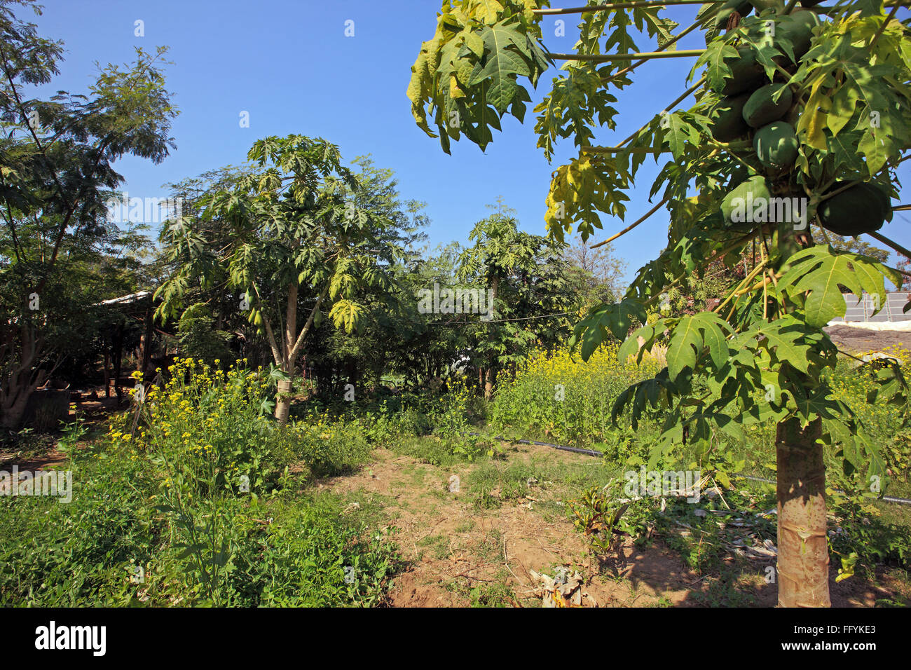 Organic farming india hi-res stock photography and images - Alamy