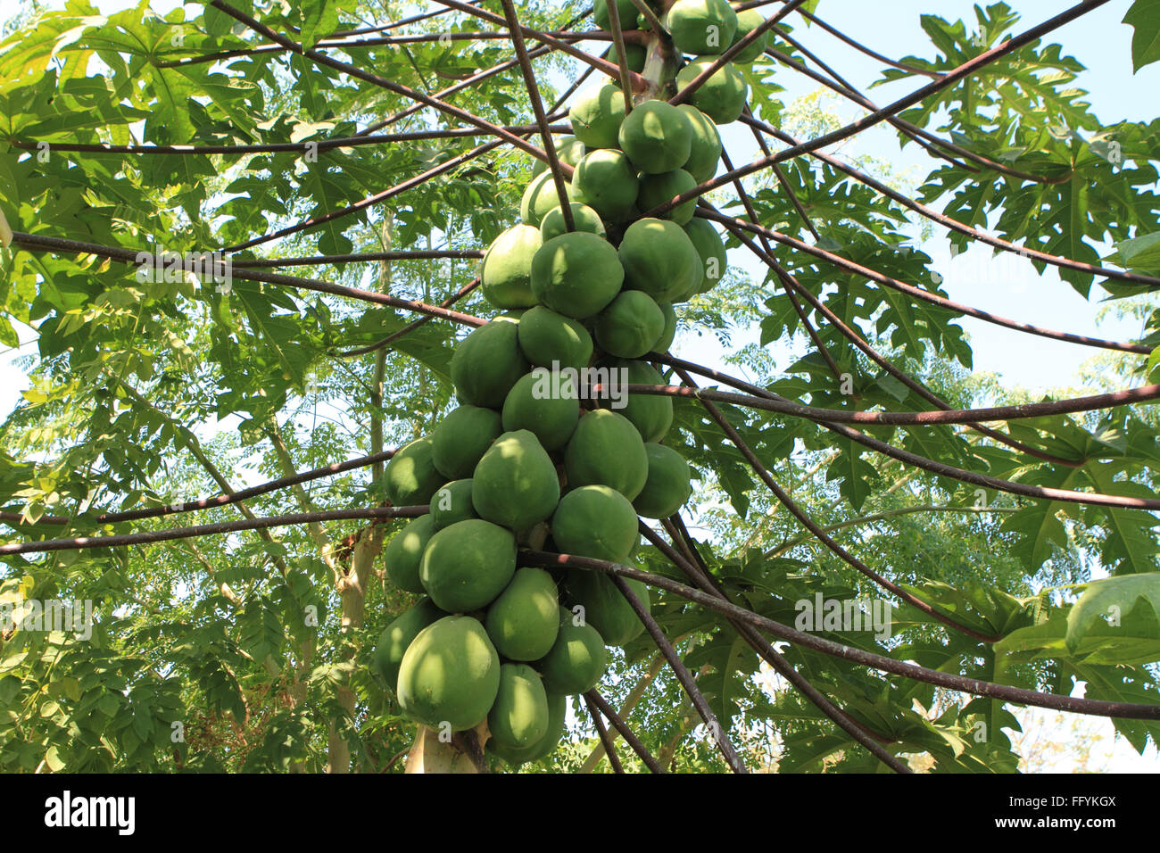 Papaya tree stem hi-res stock photography and images - Alamy