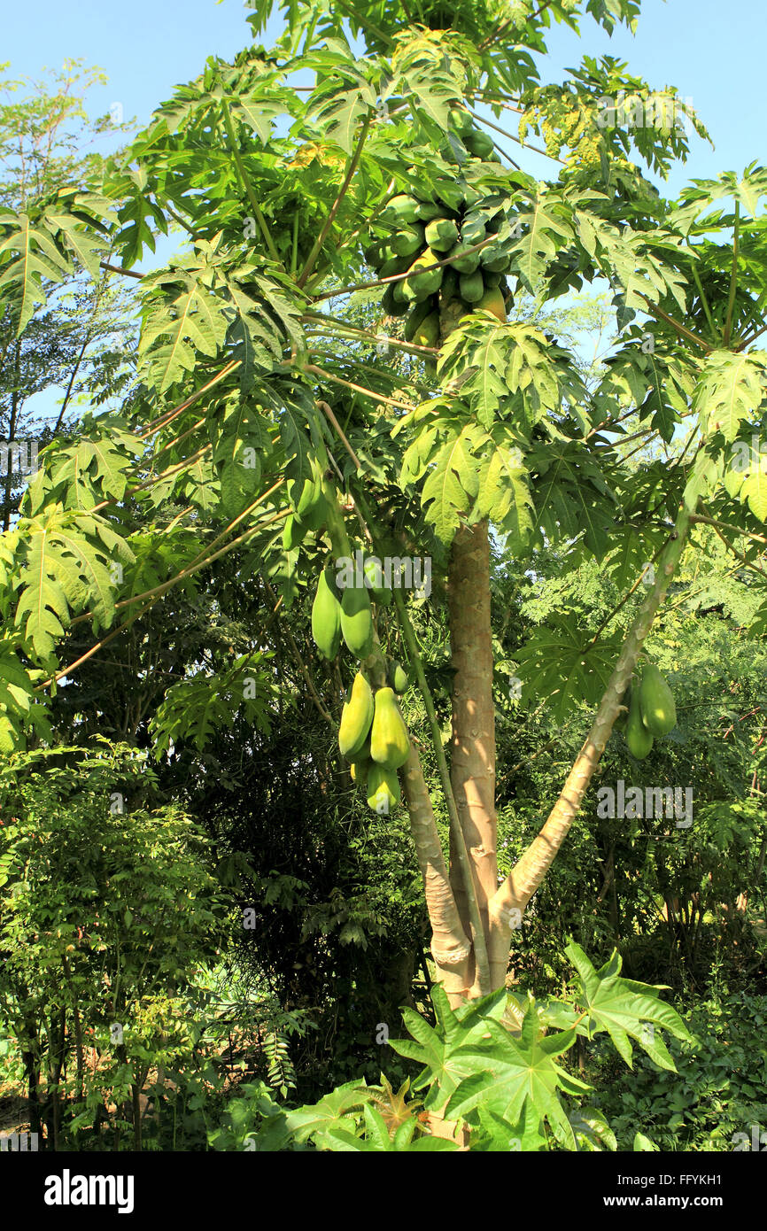 Papaw Fruits With Leaves High Resolution Stock Photography and Images ...