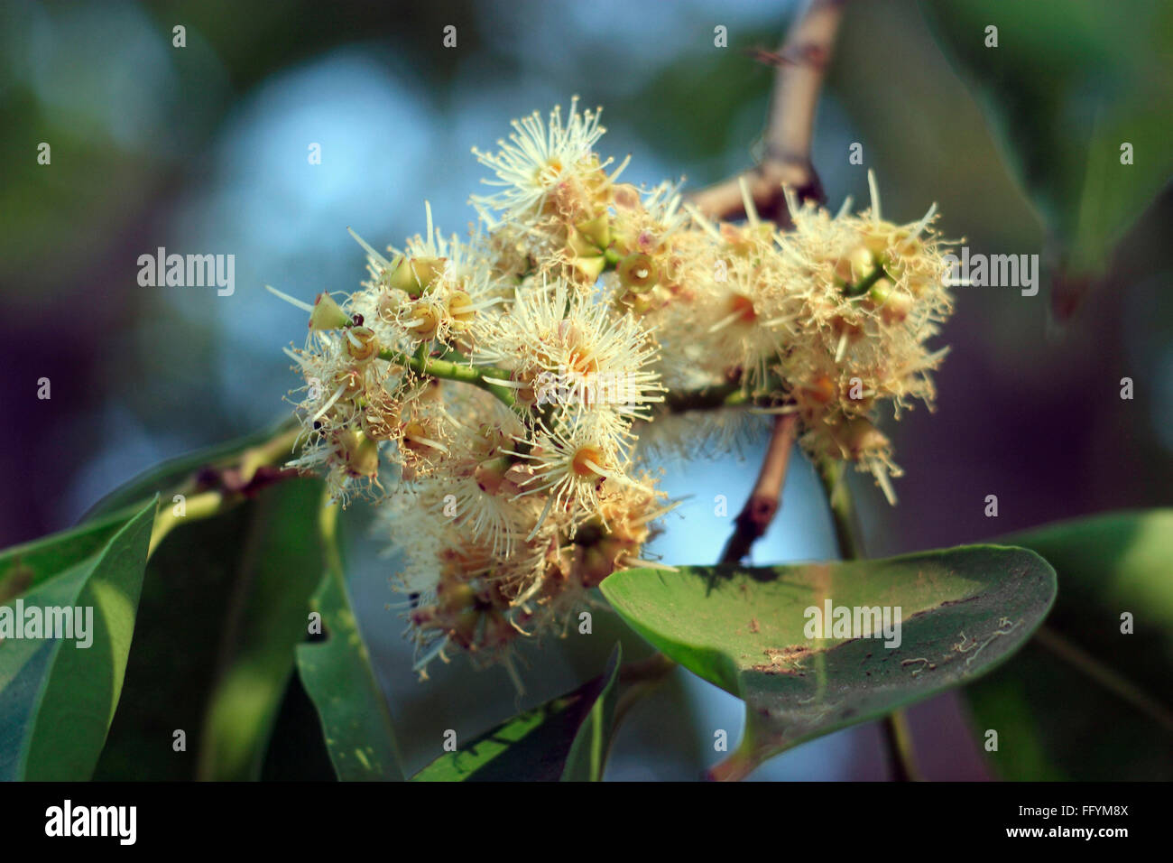 Jamun plant hi-res stock photography and images - Alamy