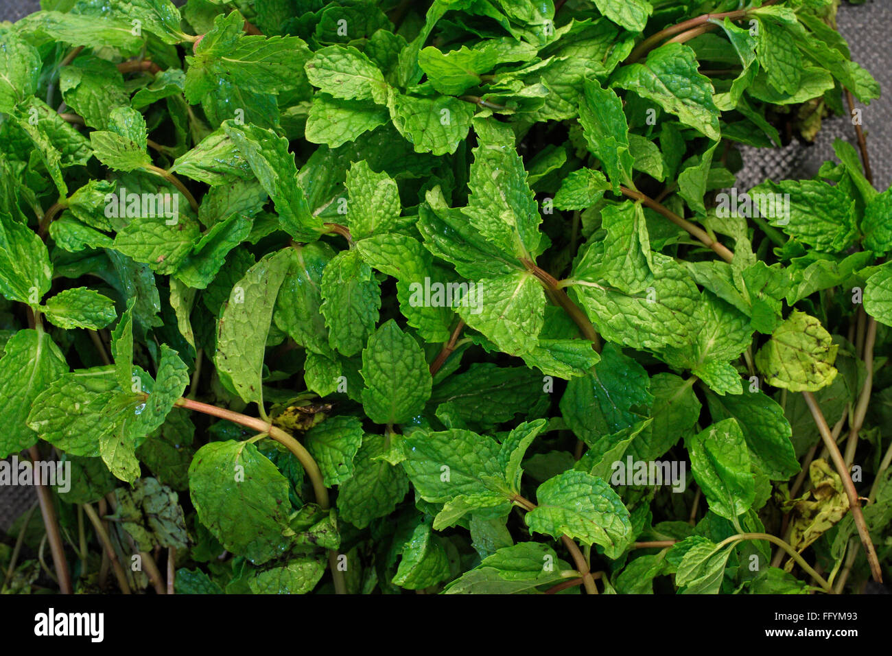 Spice , mint , India Stock Photo - Alamy