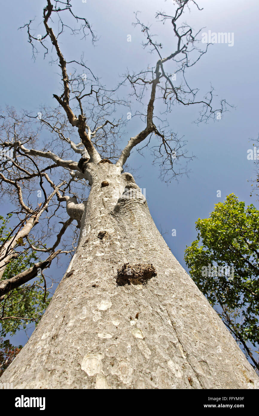 Tree , graphic Stock Photo - Alamy