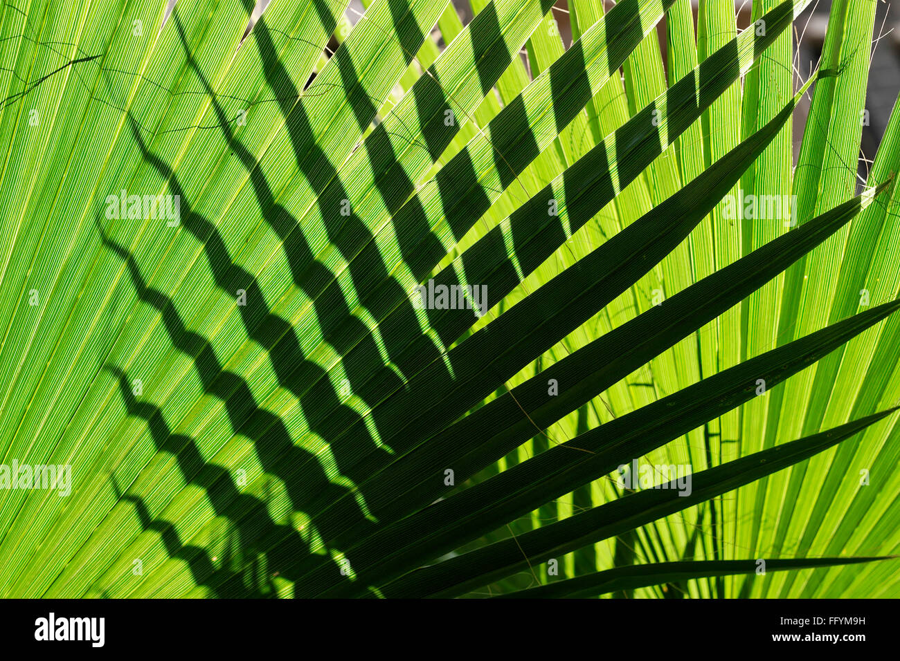 Palm leaves , pattern , graphic Stock Photo - Alamy