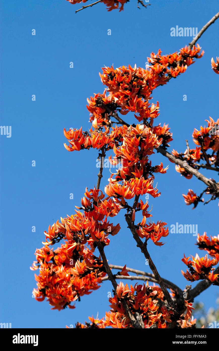 flower in bandipur at karnataka India Asia Stock Photo - Alamy