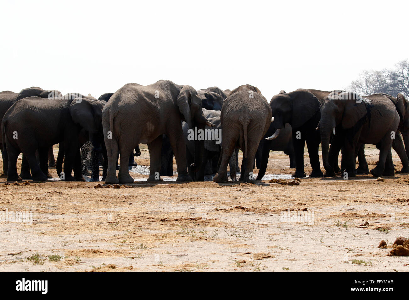 African elephant trunk finger hi-res stock photography and images - Alamy
