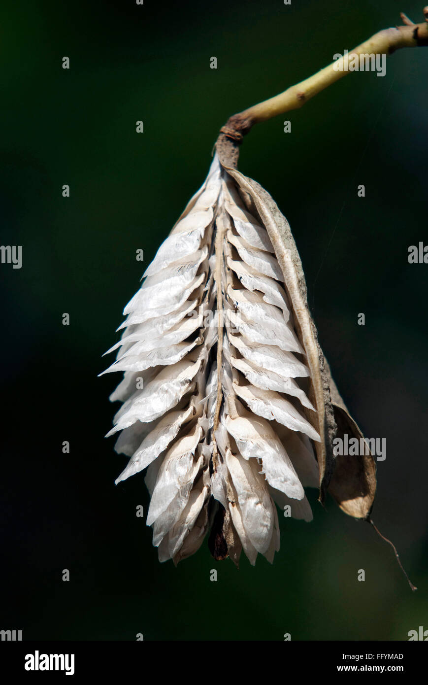 Indian dead leaf hi-res stock photography and images - Alamy