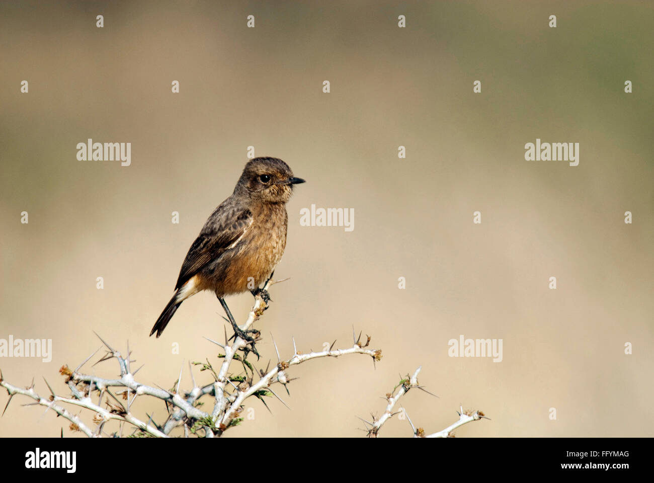 Bushchat Female at Hesaraghatta near bangalore at Karnataka India Asia ...