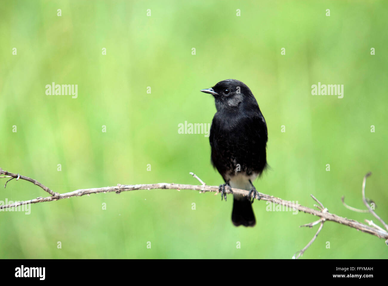 Bushchat male at Manchanabele near Bangalore Karnataka India Asia Stock ...