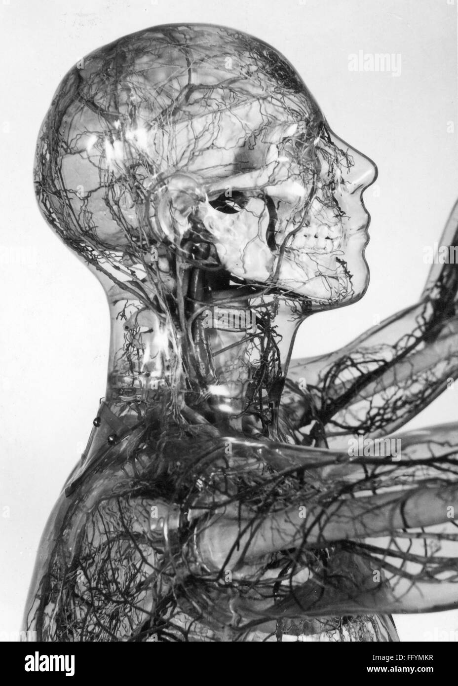 medicine, anatomy, glass human, head, German Hygienie Museum, Dresden ...