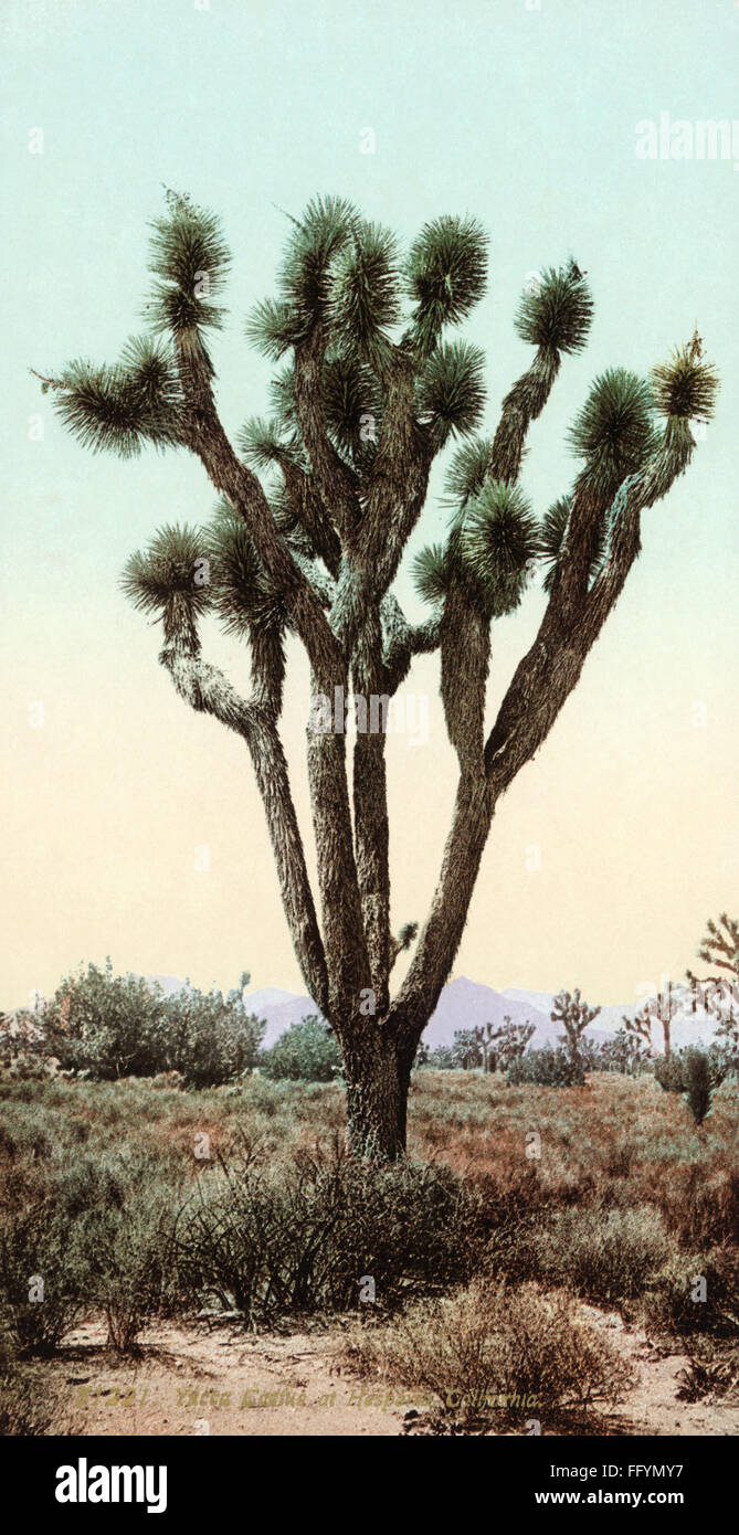 CALIFORNIA: JOSHUA TREE. /nJoshue tree in Hesperia, California, in the ...