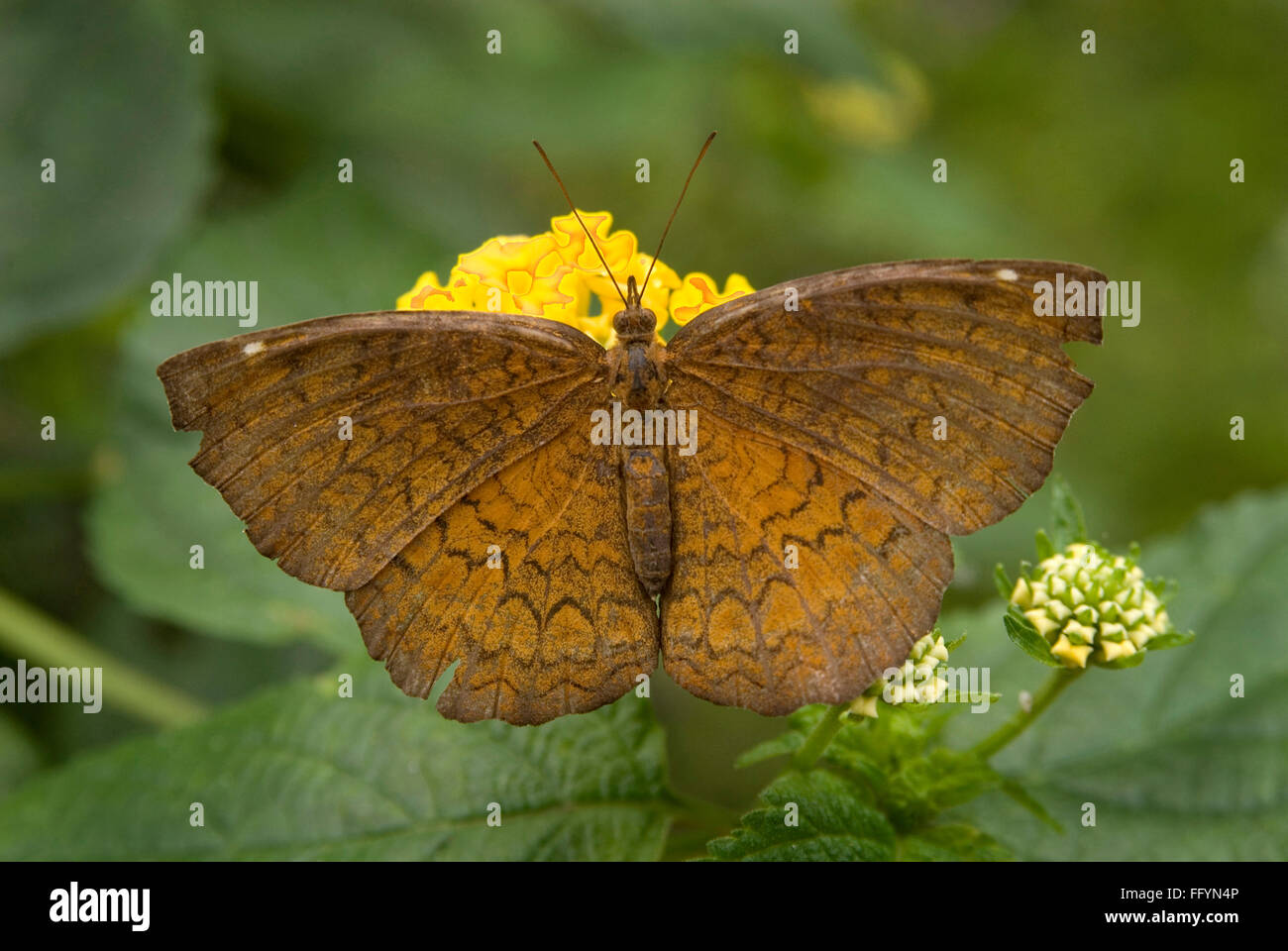 Indian common castor hi-res stock photography and images - Alamy