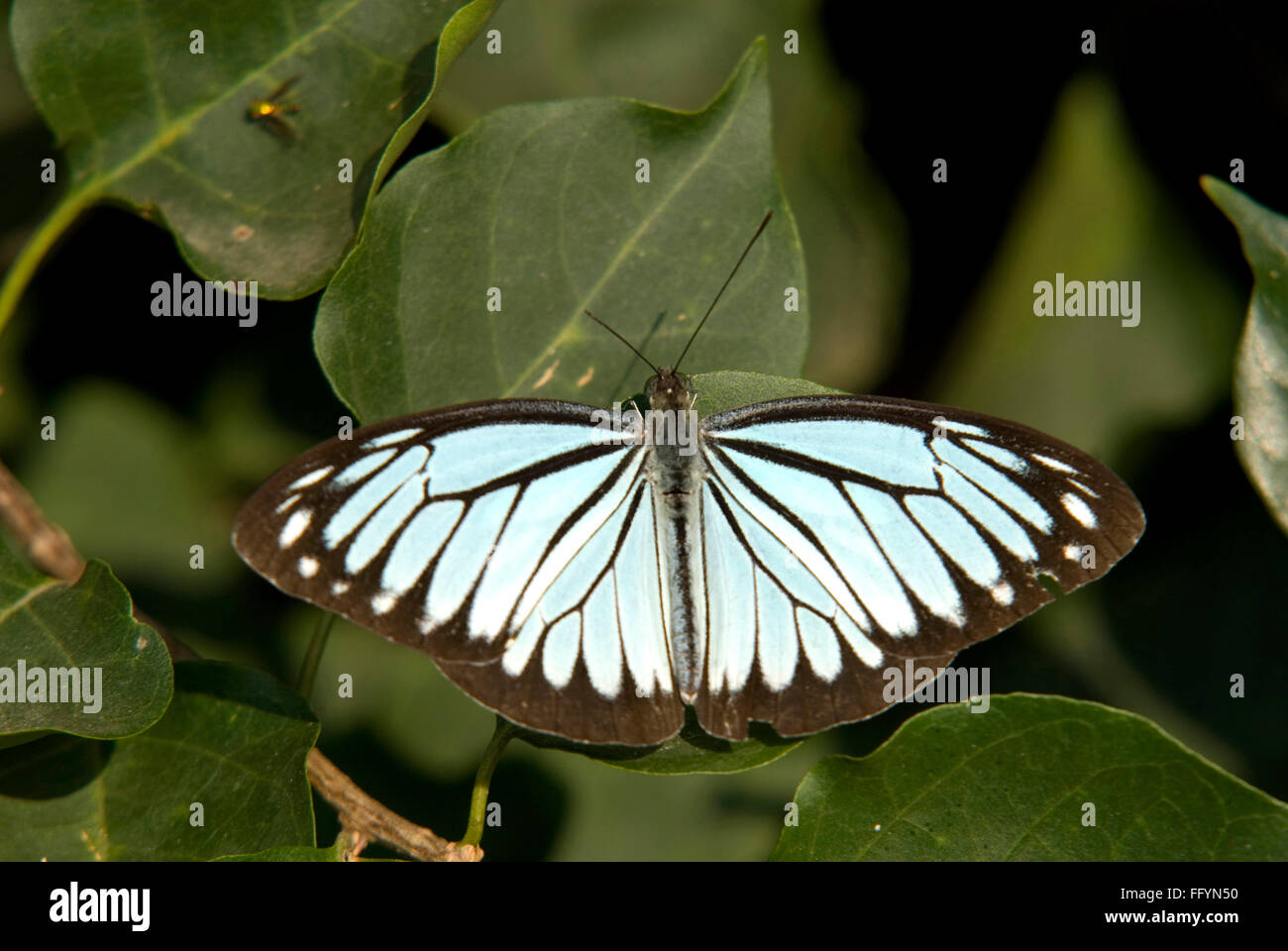 Common wanderer butterfly hi-res stock photography and images - Alamy