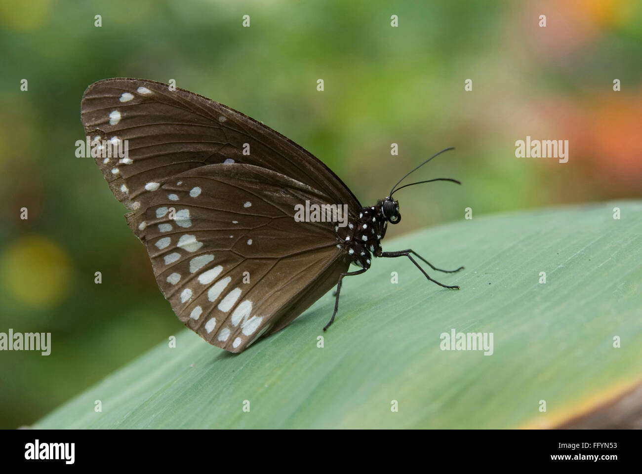 Common crow butterfly hi-res stock photography and images - Alamy