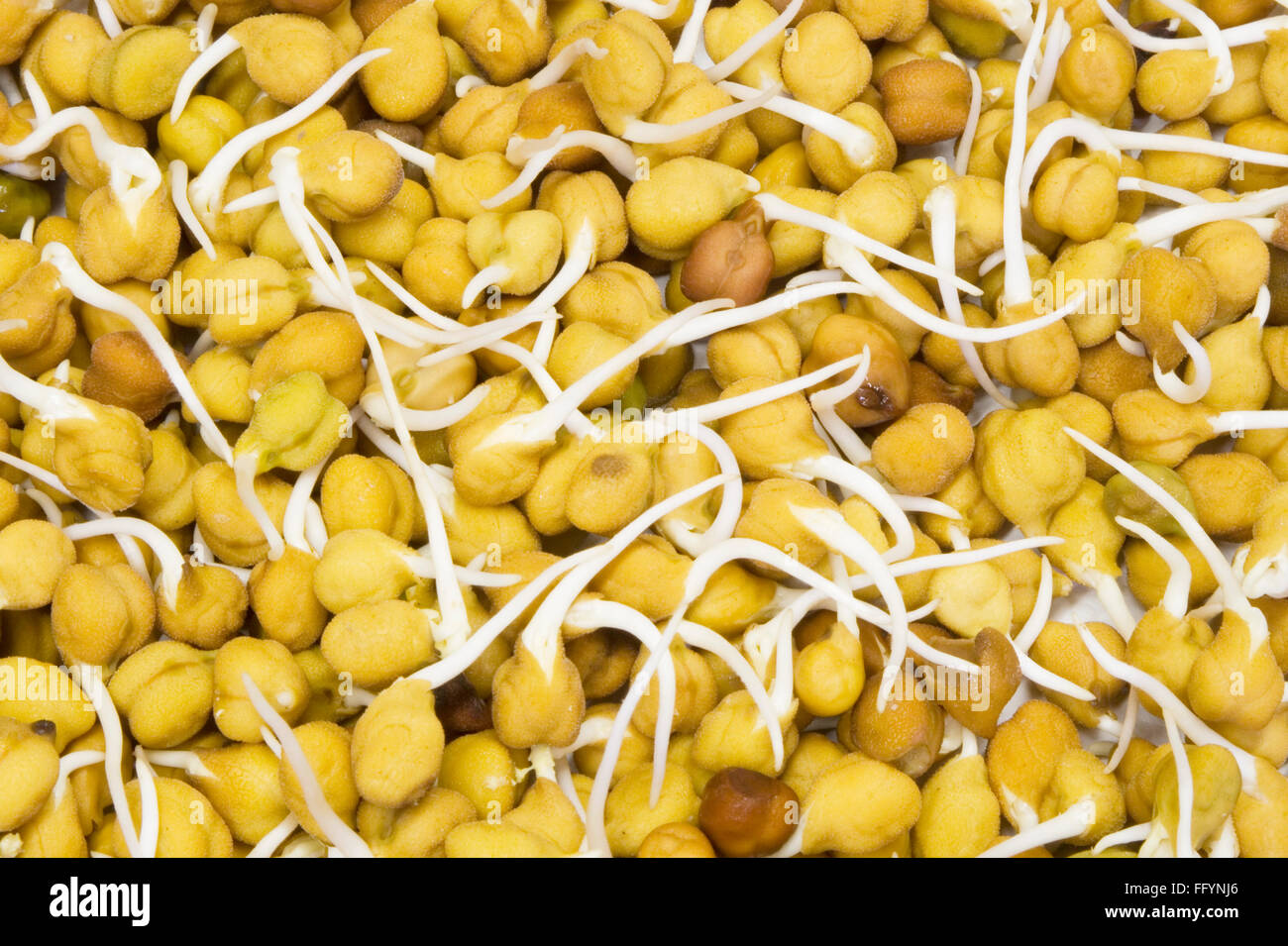 Grain , sprouted gram or chana Stock Photo - Alamy