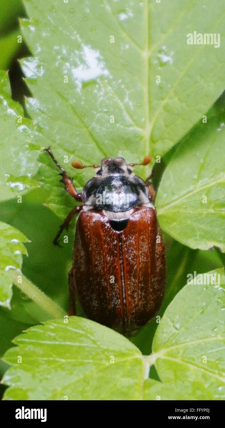 Wet beetle hi-res stock photography and images - Alamy