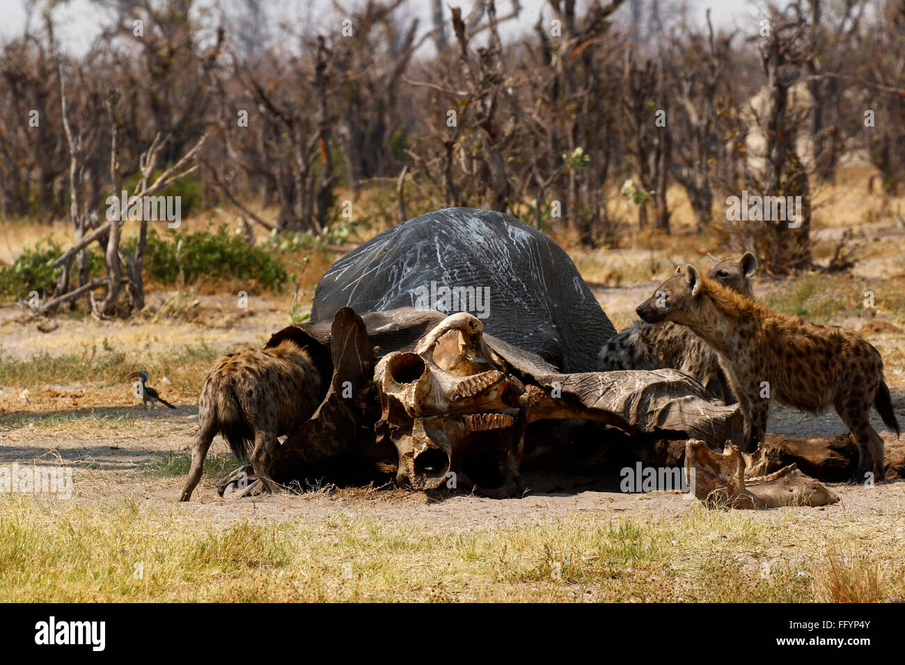 Spotted or Laughing Hyenas are African predators also scavengers eating ...