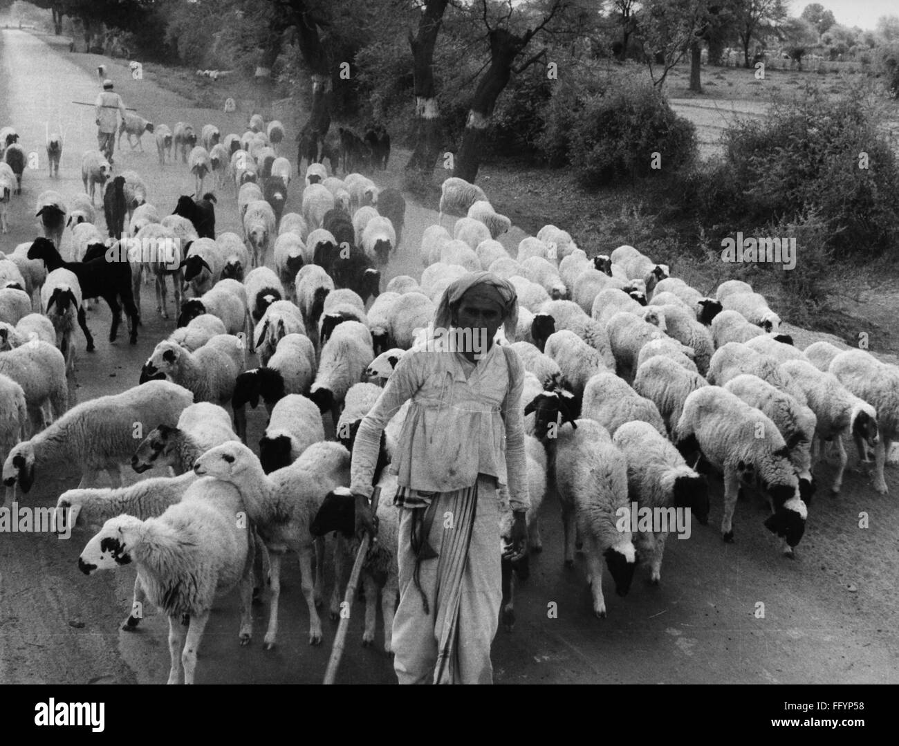 Shepherd india hi-res stock photography and images - Alamy