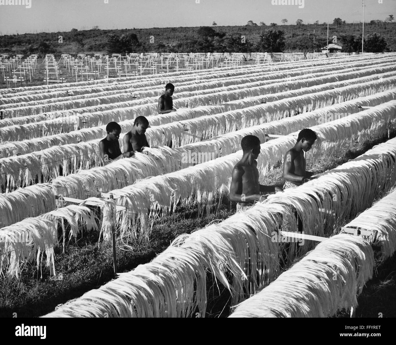 AFRICA: SISAL CROP. /nAfrican farmers drying sisal fiber at a farm in ...
