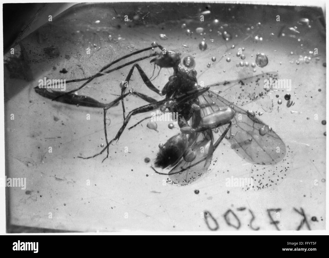 FOSSIL: ANT IN AMBER. /nA prehistoric flying ant preserved in amber ...