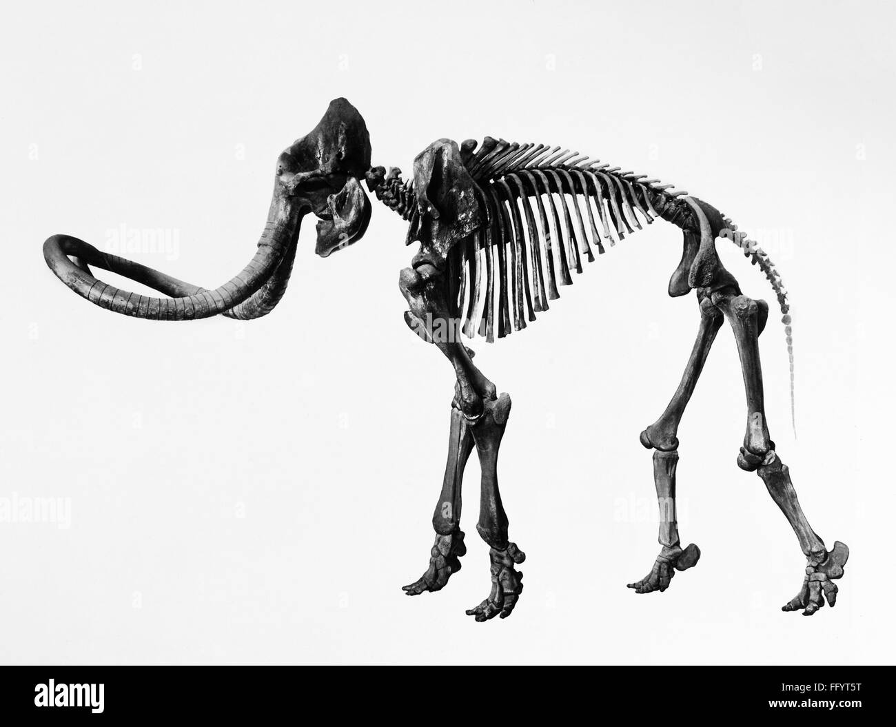 FOSSIL: MAMMOTH SKELETON. /nSide view of the Elephas Jeffersonii wooly ...