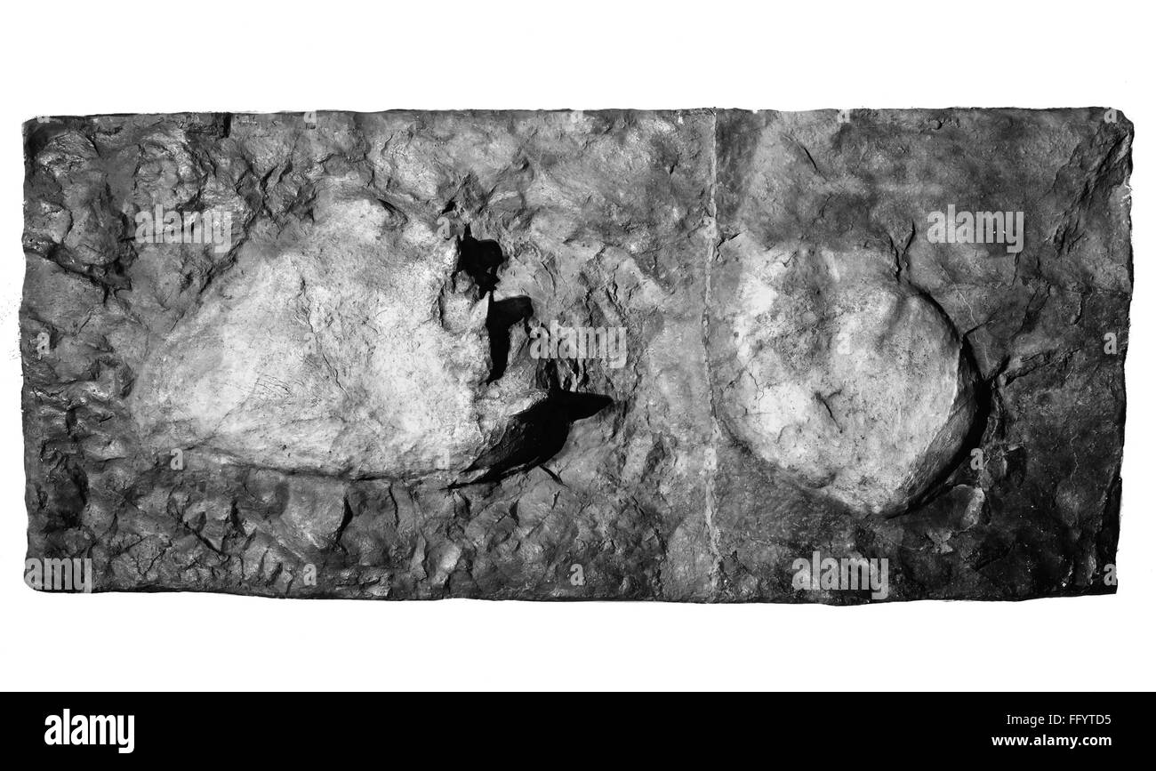 Dinosaur footprint fossil Black and White Stock Photos & Images - Alamy