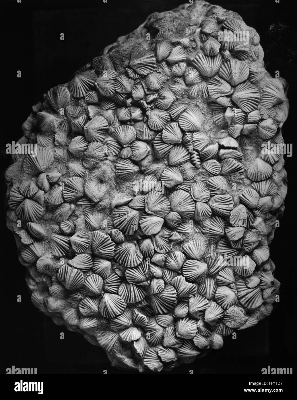 FOSSIL: BRACHIOPODS. /nFossils of Zygospira modesta brachiopods of the ...