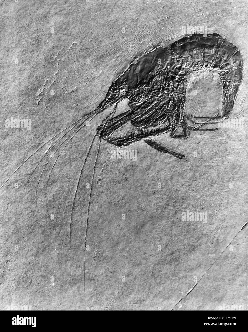 FOSSIL: SHRIMP. /nA fossilized Aeger tipularis shrimp of the Jurassic ...