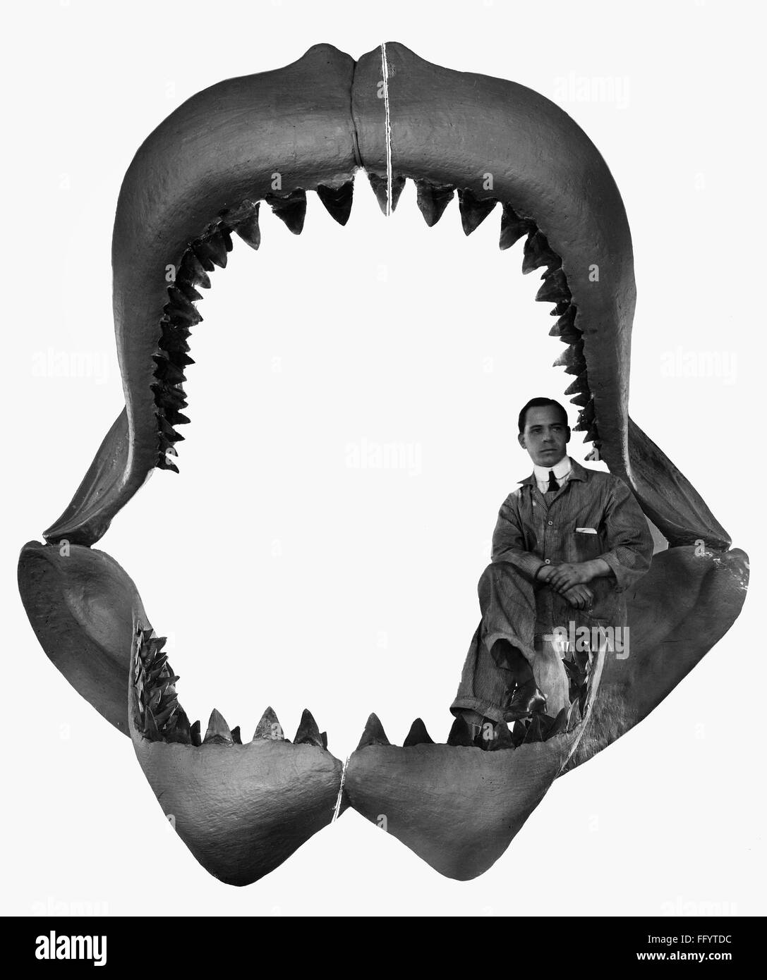 FOSSIL: MEGALODON JAWS. /nA scientist serves as a scale inside a ...